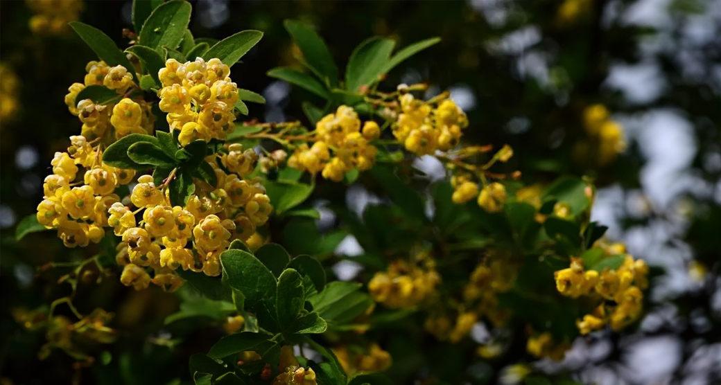 Berberine – A Powerful Plant Supplement with Many Benefits — Supplement ...